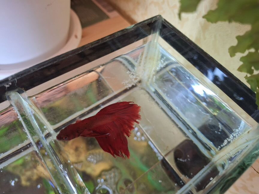 Аквариумные рыбки петушок