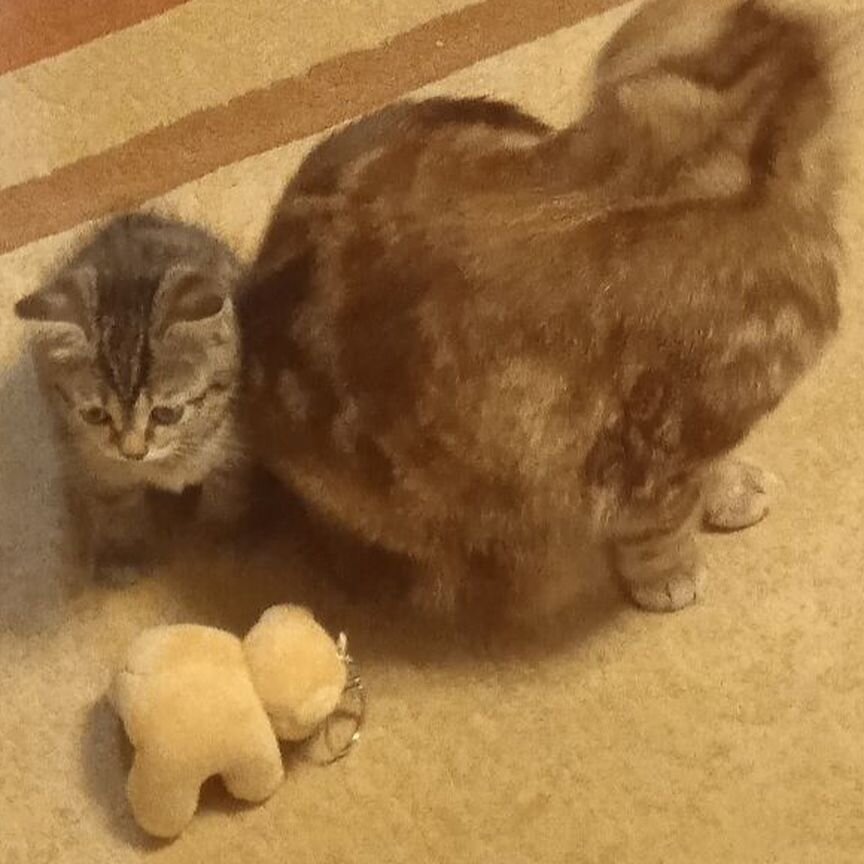 Шотландский вислоухий короткошёрстный котёнок