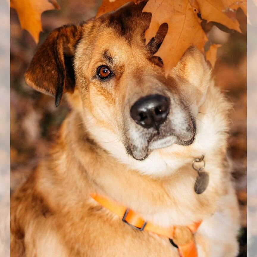 Взрослый пёс в добрые руки