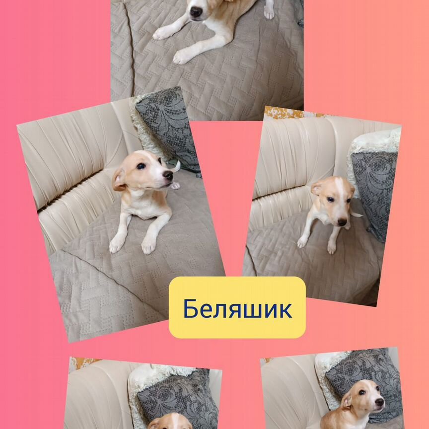 Щенок в добрые руки