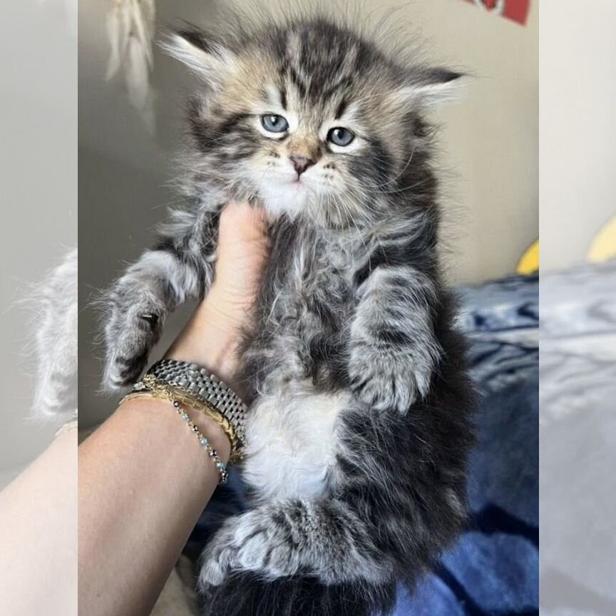 Сибирские котята