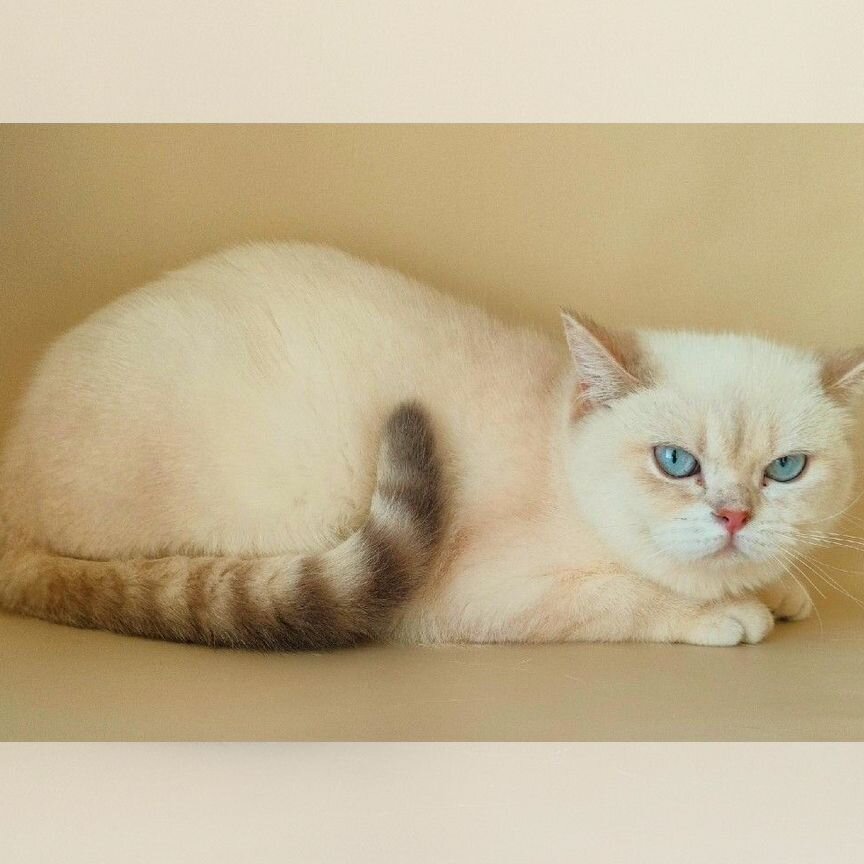 Шиншилла поинт девочка