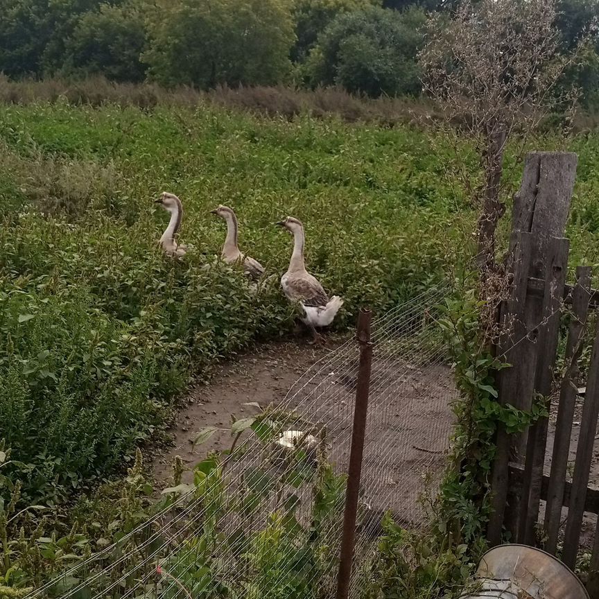 Продам гусей домашних