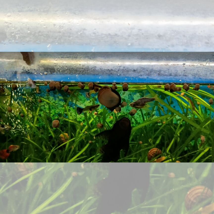 Улитки аквариумные ампулярии