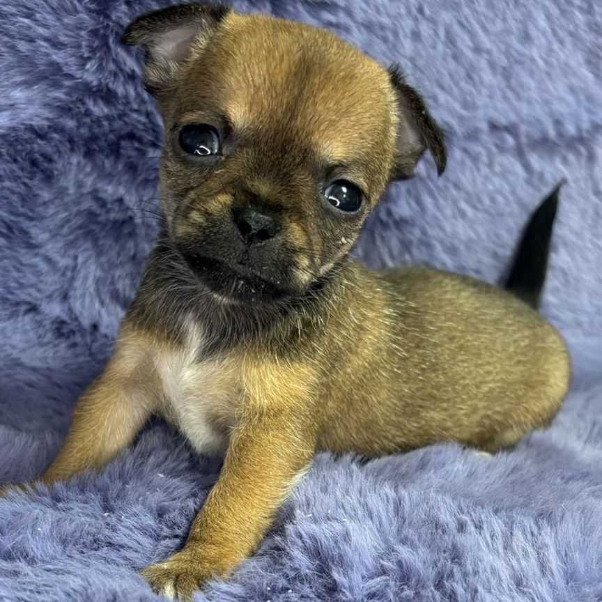 Чихуахуа супер мини