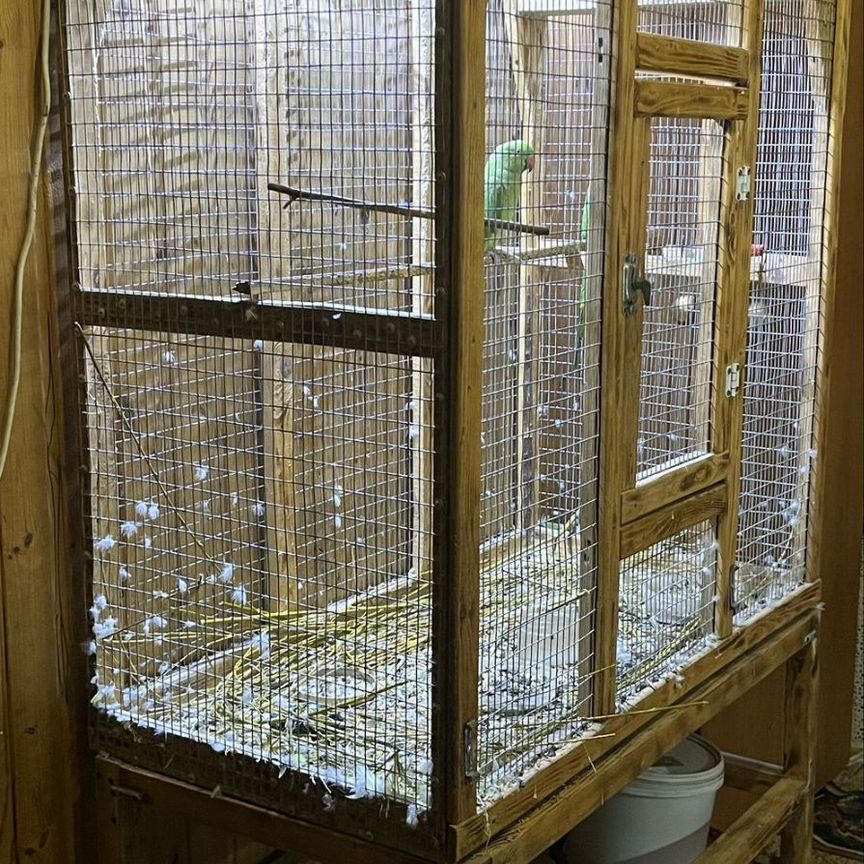 Ожереловый попугай