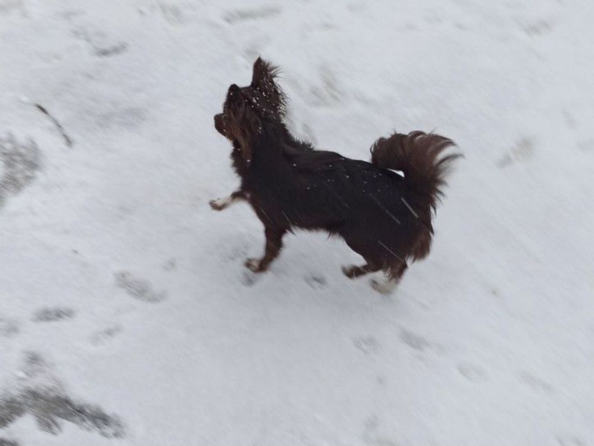 Чихуахуа в добрые руки