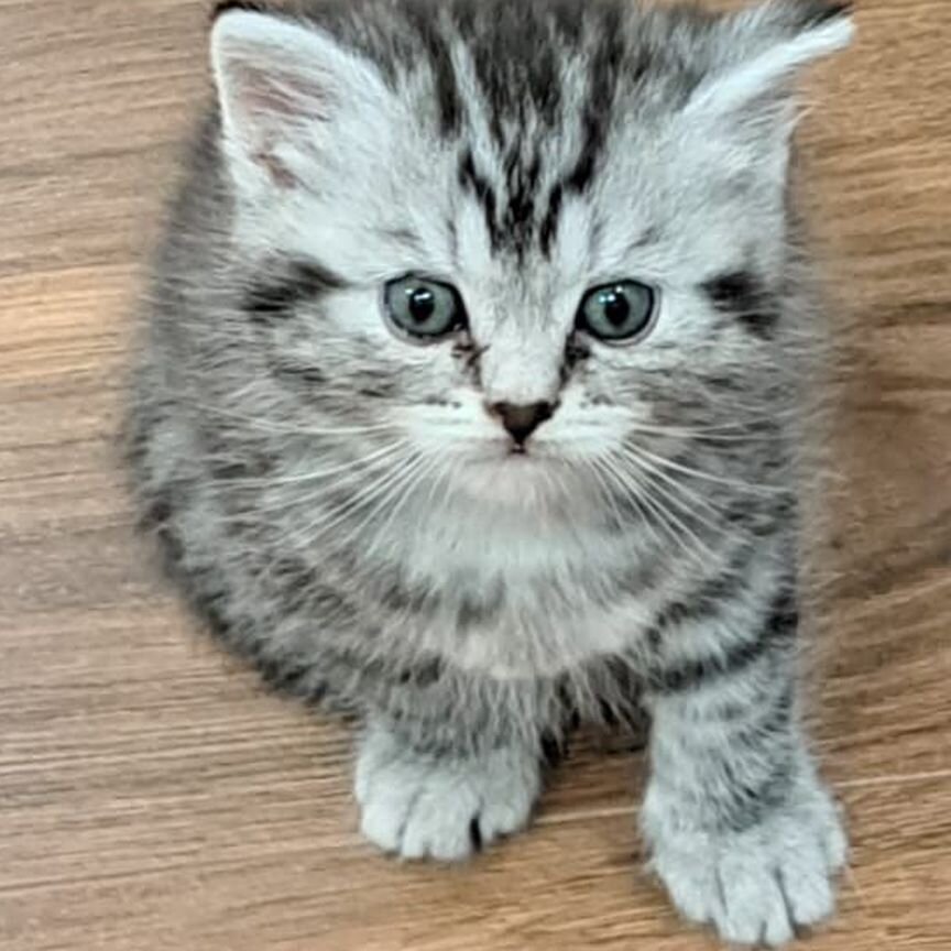 Продам котёнка