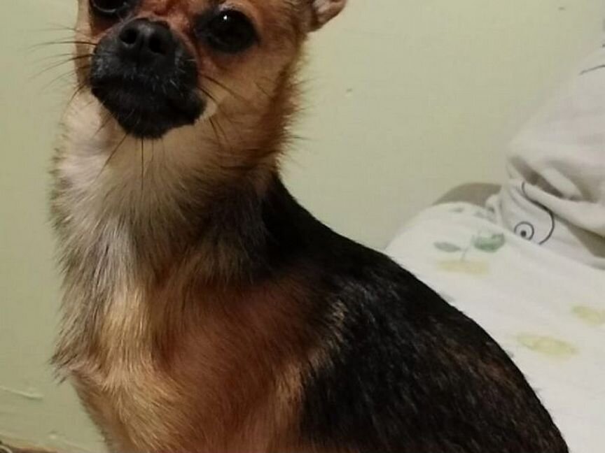 Чихуахуа мини подросток