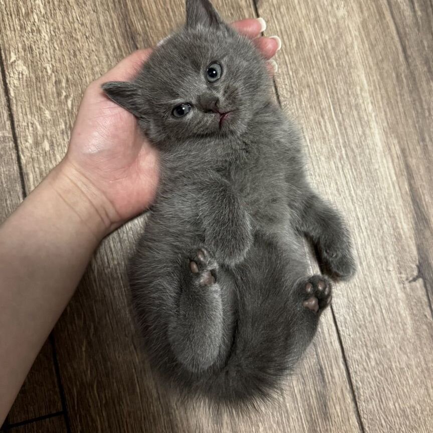 Британский короткошёрстный котёнок