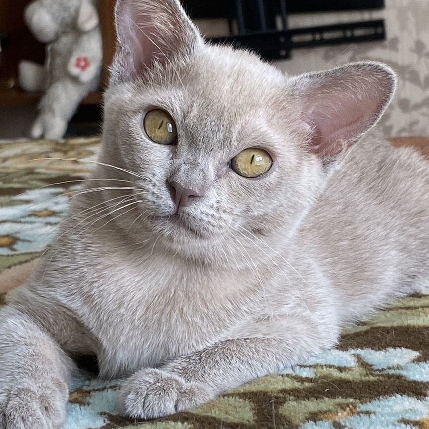 Бурманская лиловая девочка с доставкой