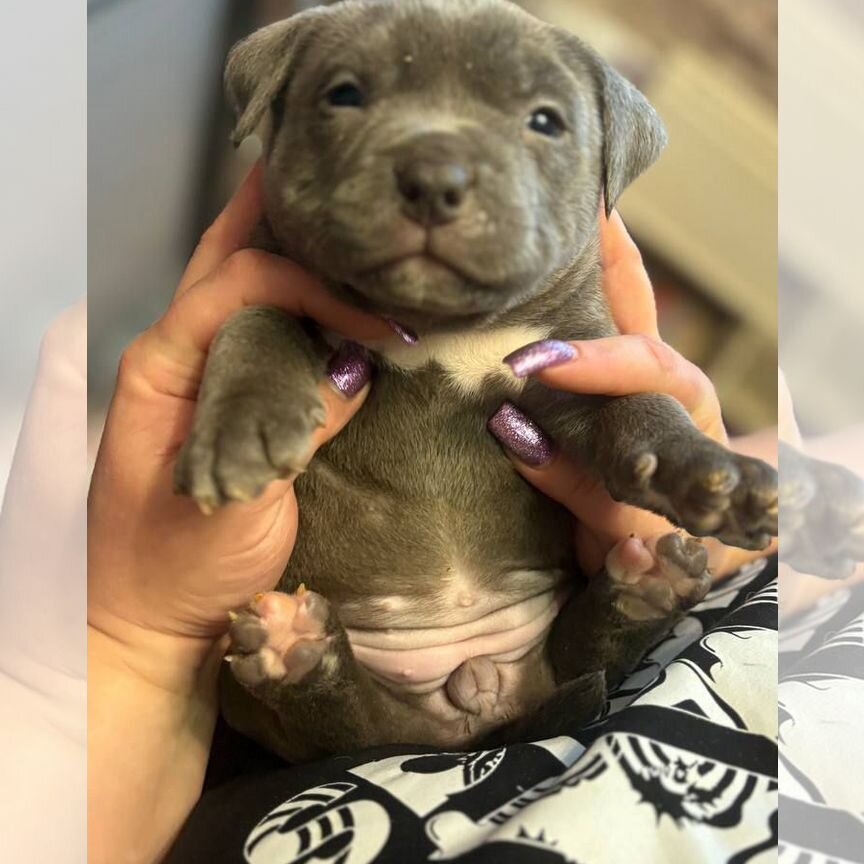 Американский булли, щенок