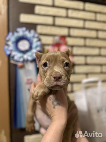 Американский булли