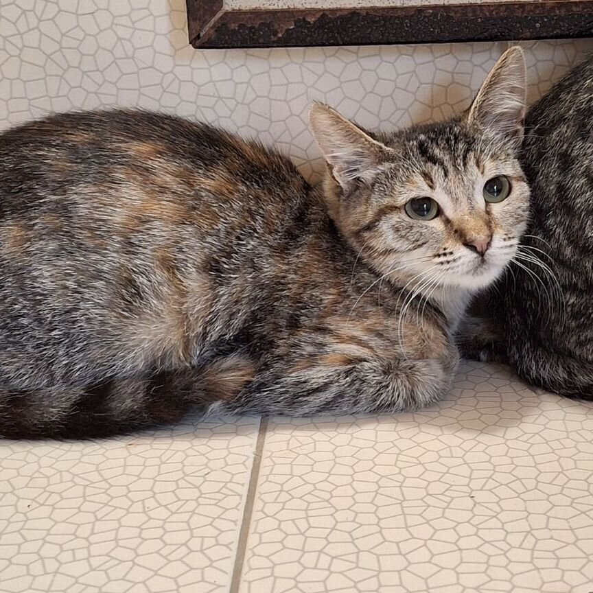 Прелестная малышка Милли ищет дом