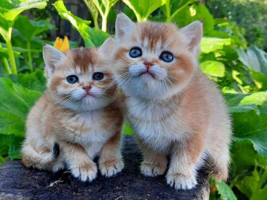Золотые британские котята