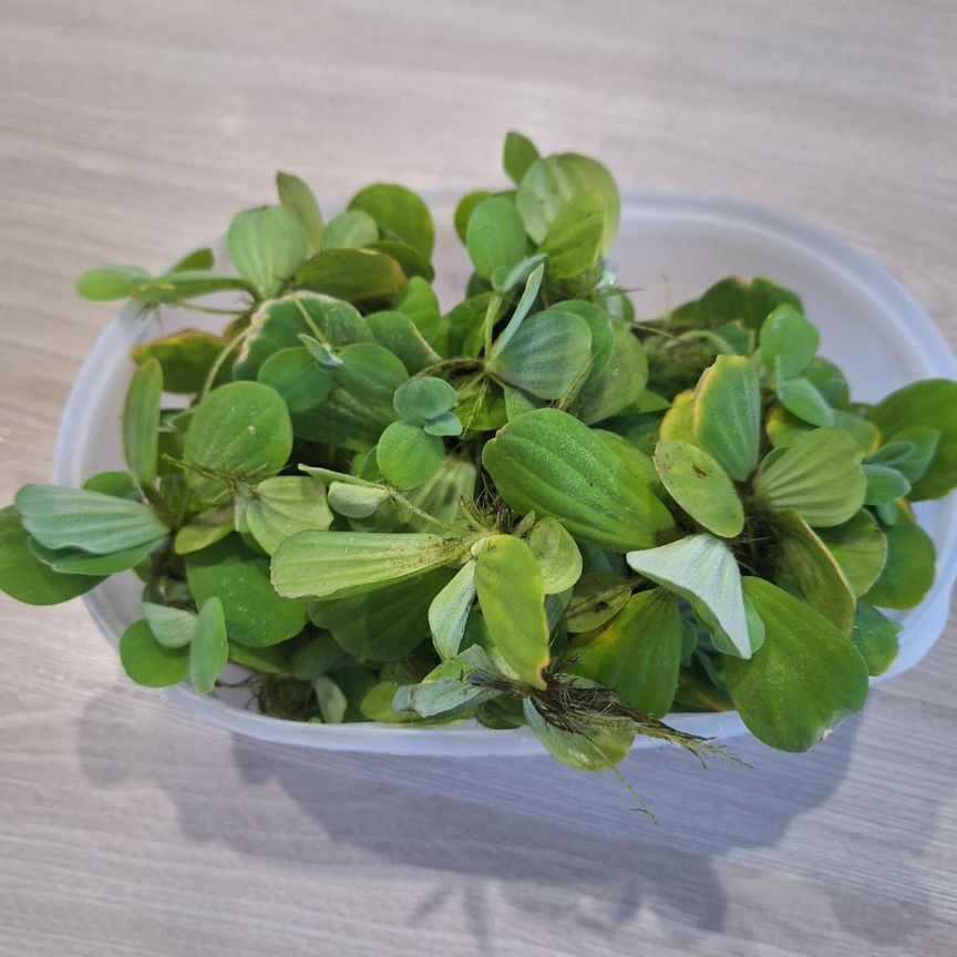 Пистия Талнах