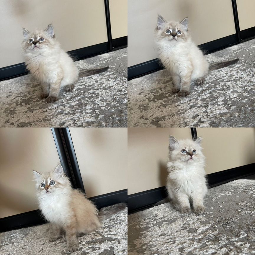 Невские маскарадные детки