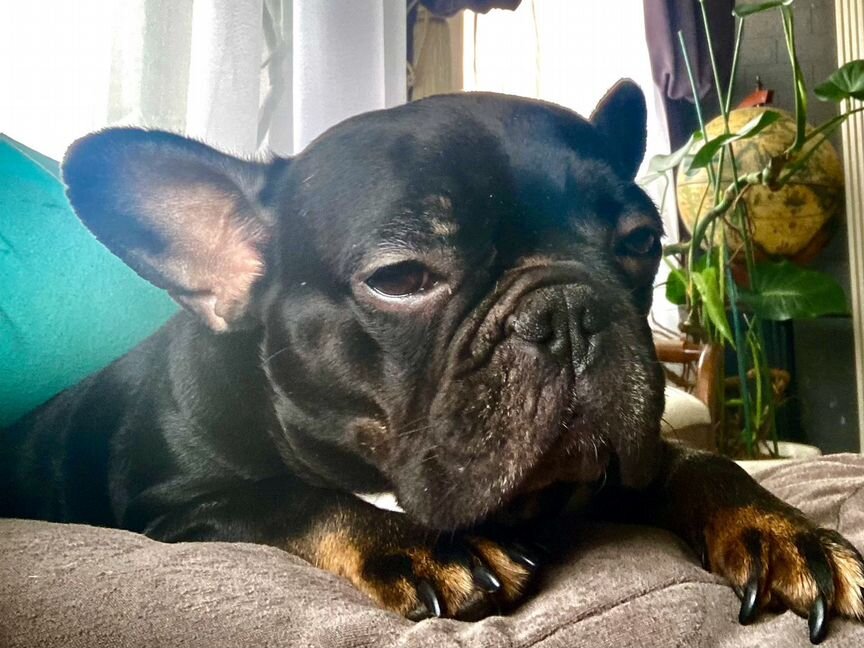 Французская мини булочка очень маленькая)