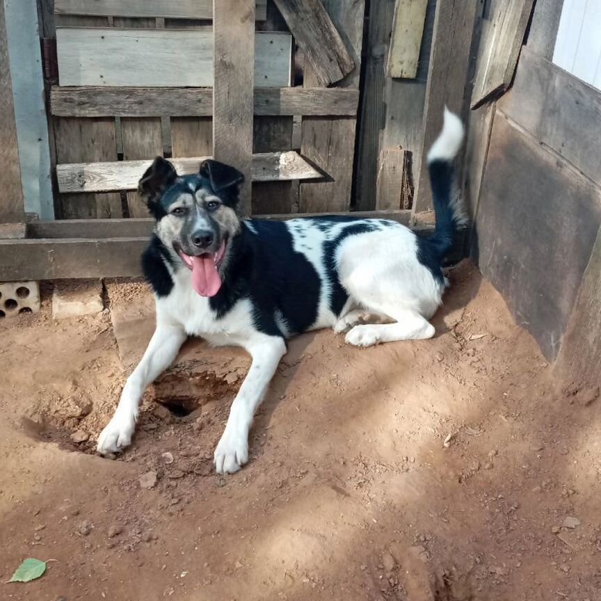 Взрослая собака в добрые руки