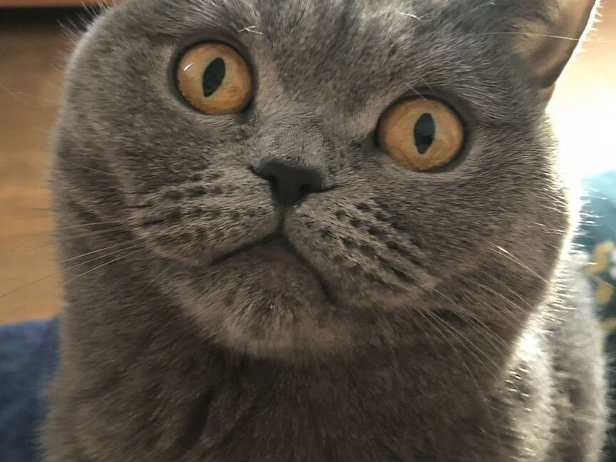 Британская кошка в очень хорошие и добрые руки