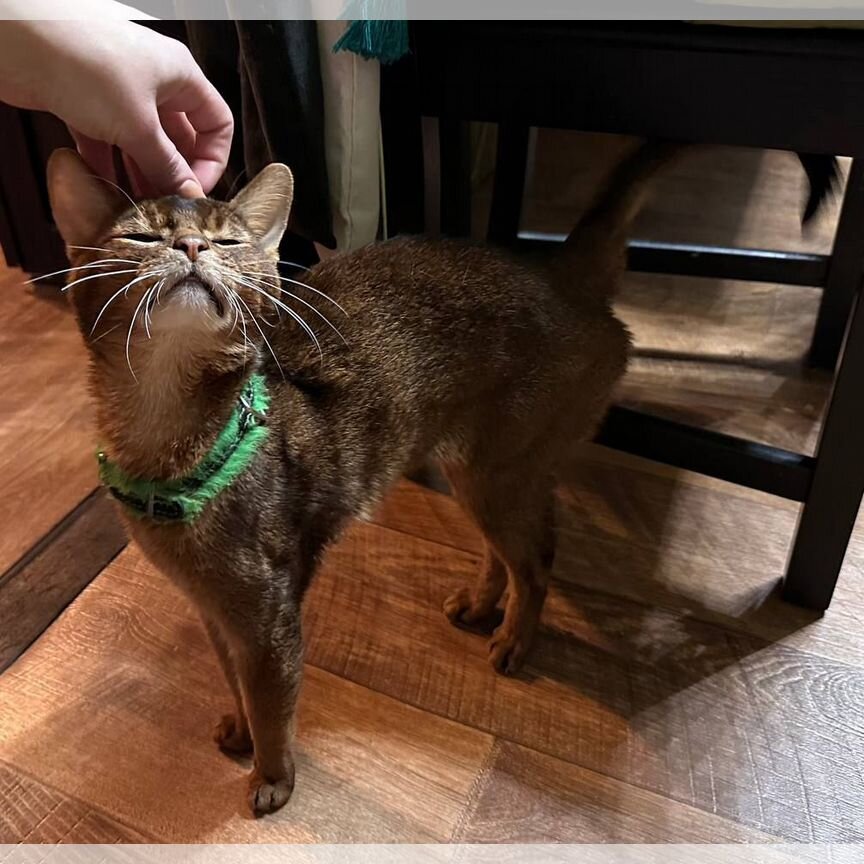 Абиссинская, взрослая кошка