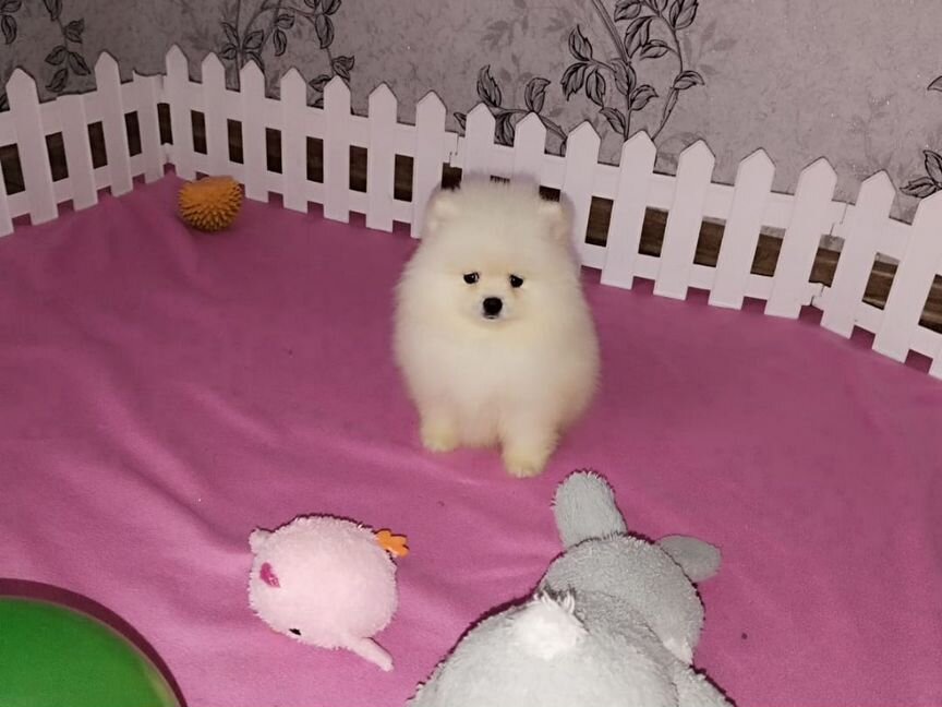 Шпиц блондин