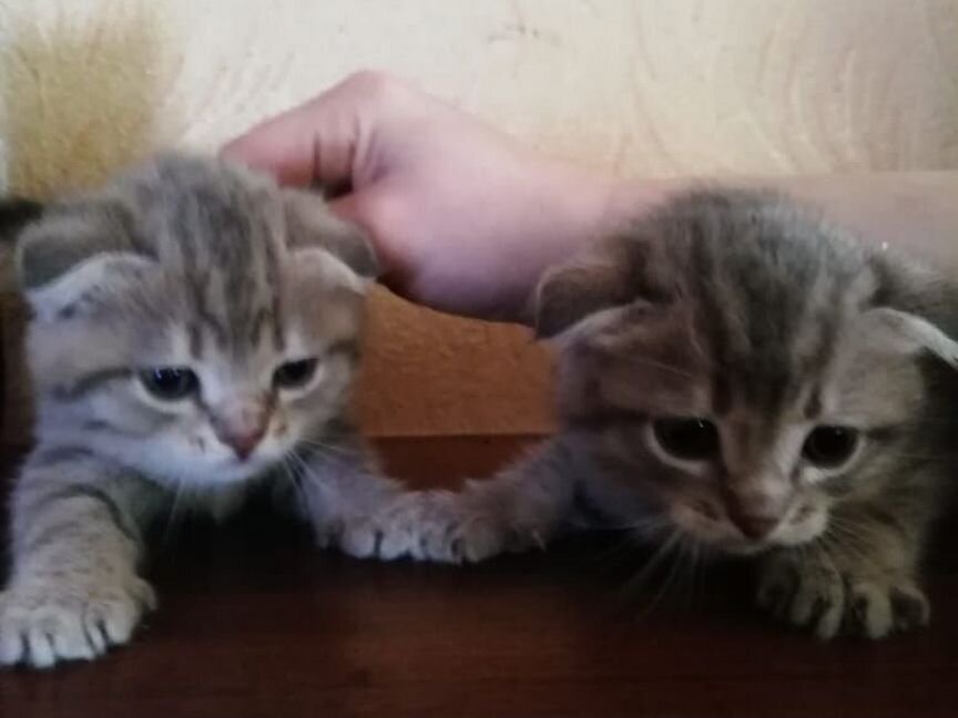 Шотландская вислоухая и котик