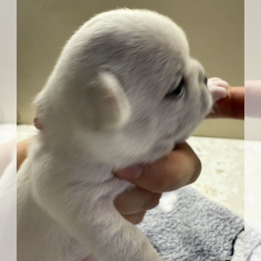 Чихуахуа, щенок