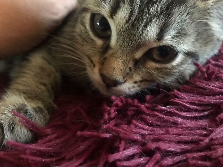 Кошка в дар