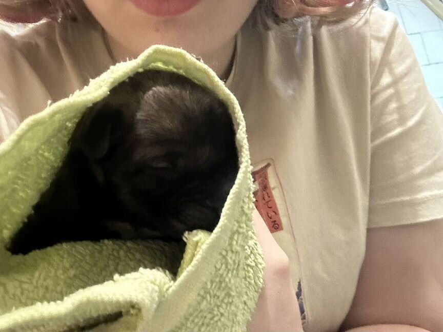 Щенок новорожденный