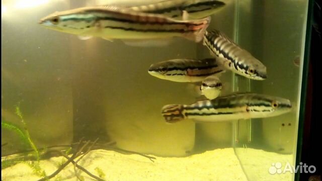 Продам пару краснополосых змееголовов 25-27 см