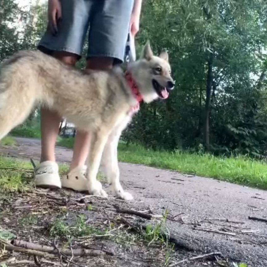 Собака в добрые руки