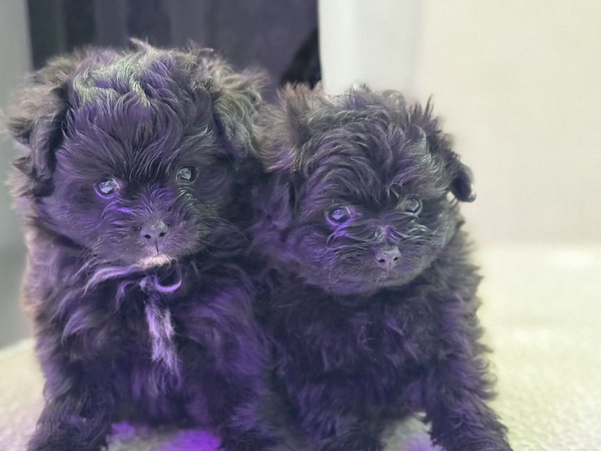 Щенки помапу