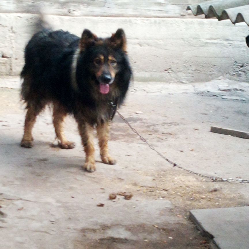 Отдам в добрые руки