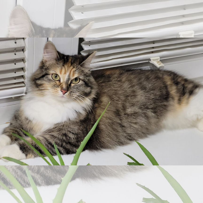 Взрослая, кошка в добрые руки