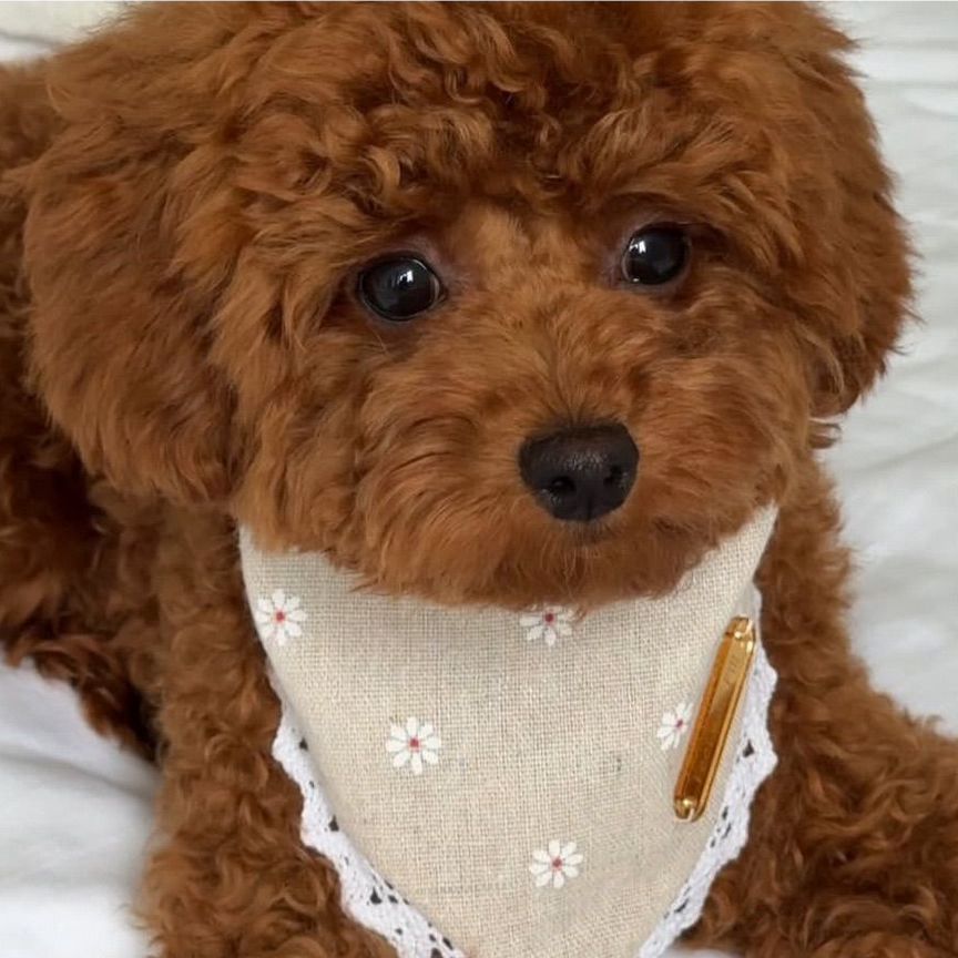 Той-пудель, щенок