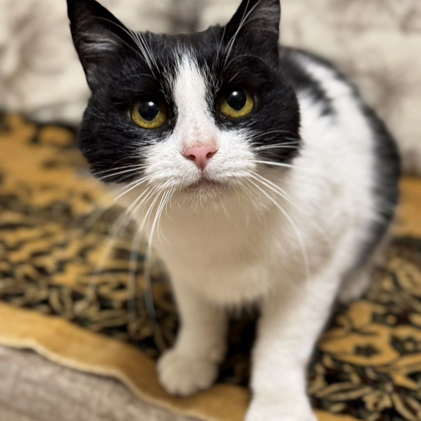 Котик в добрые руки