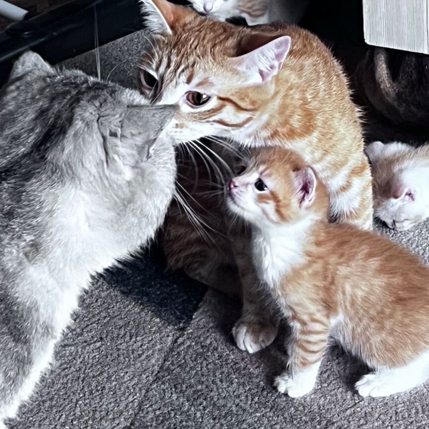 Котята