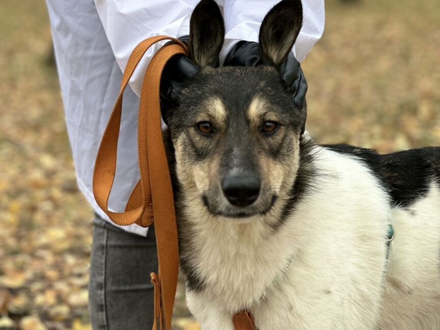 Обычные собаки из приюта никому не нужны