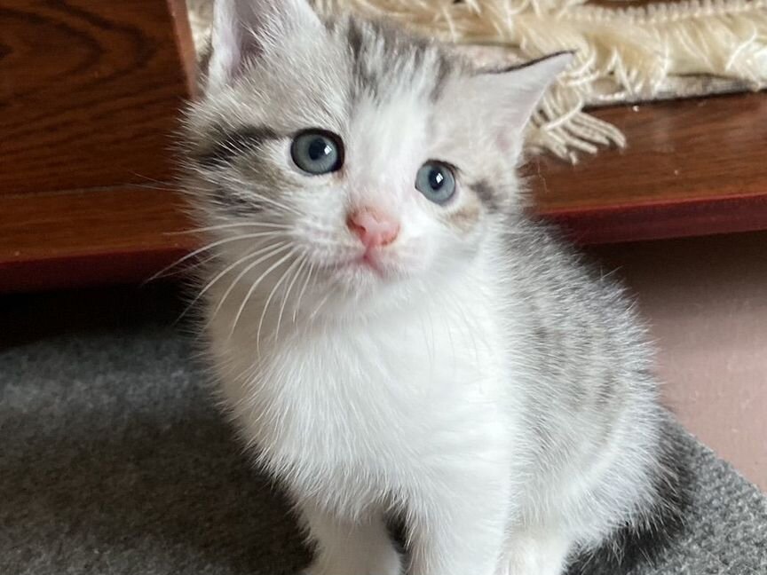 Кошка