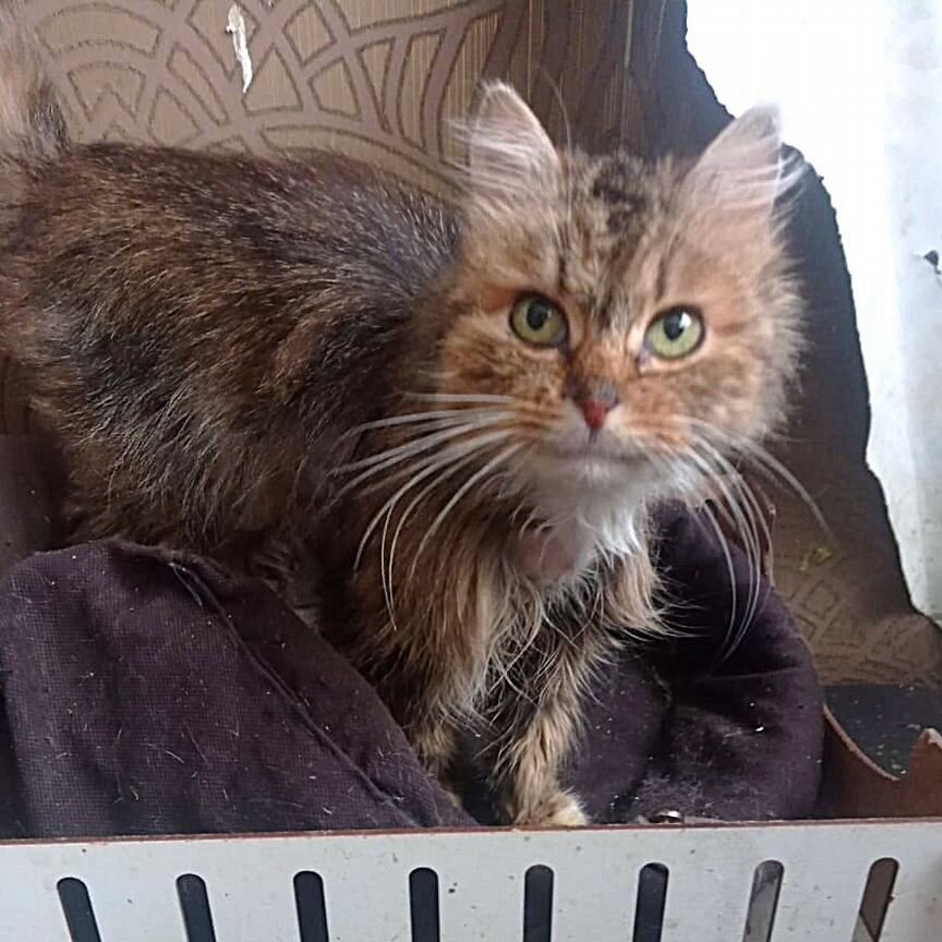 Котенок пушистый Сибирячка спасли