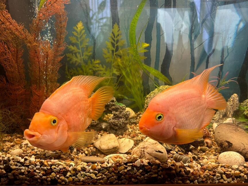 Попугай красный рыба