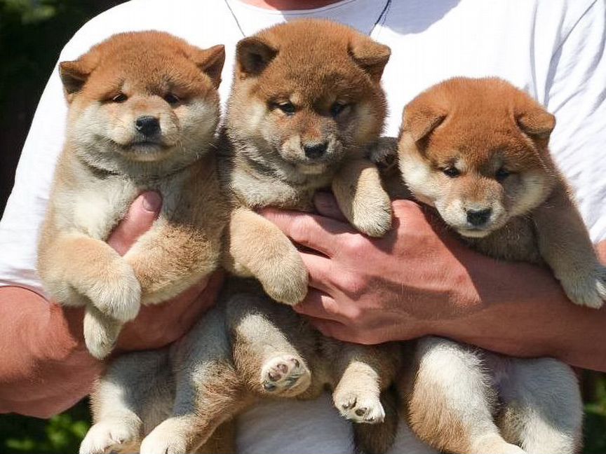 Щенки сиба ину