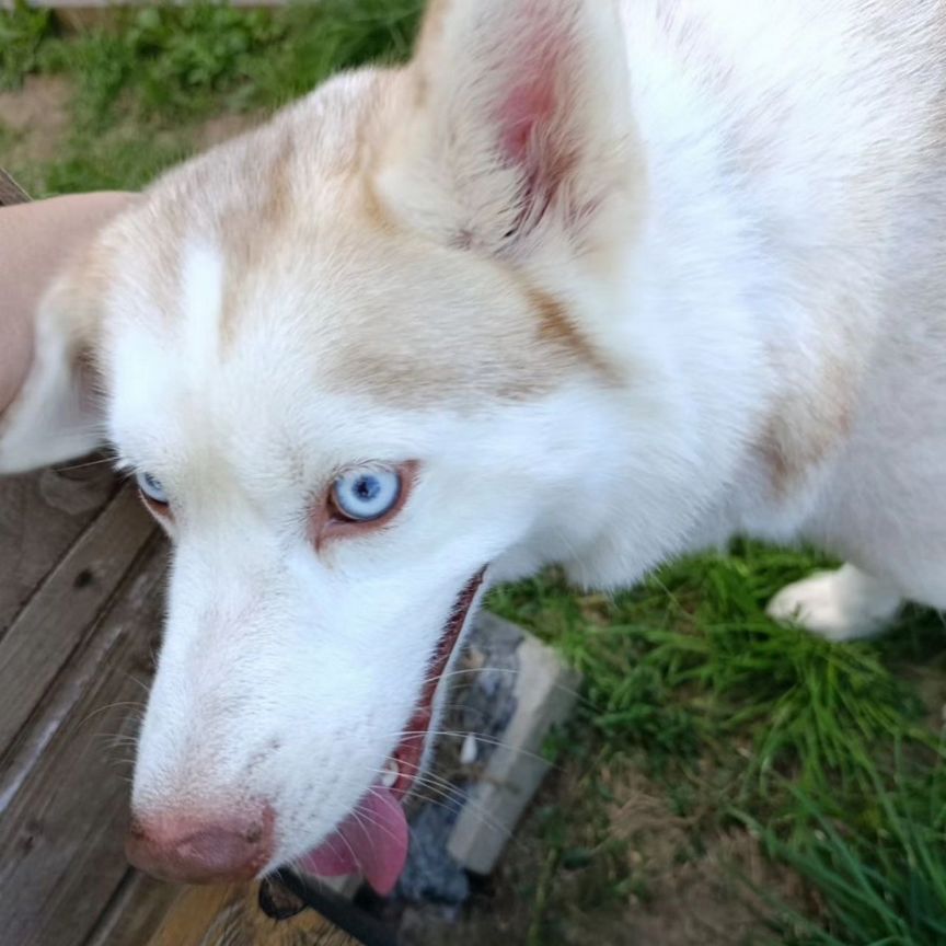 Хаски Тореса выбросила хозяева