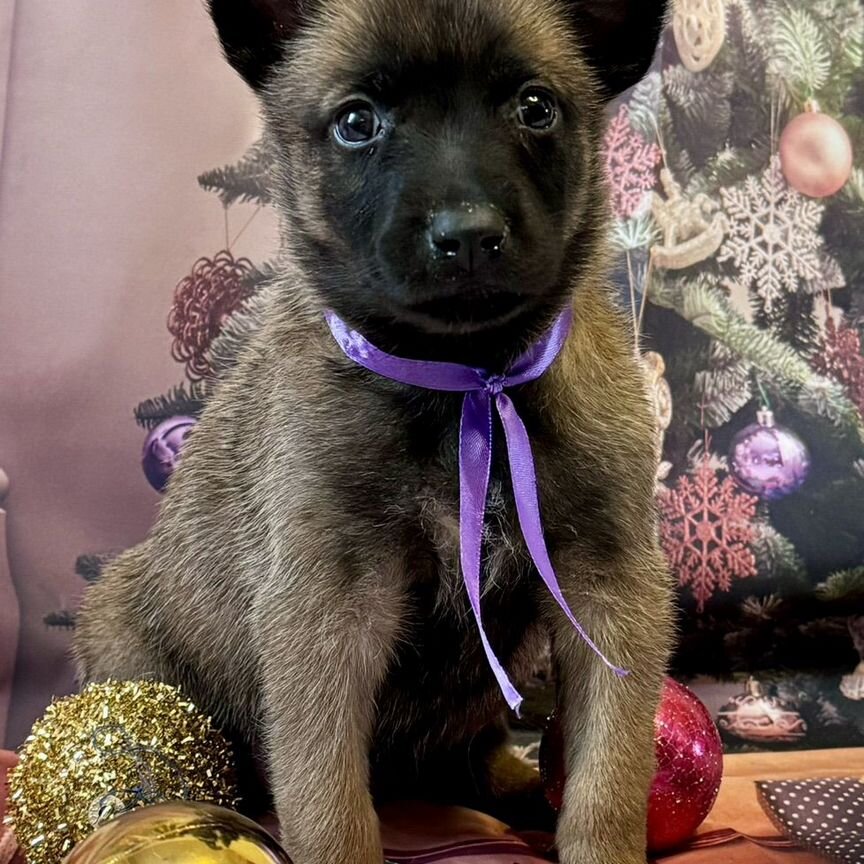 Классные малинуа с документами