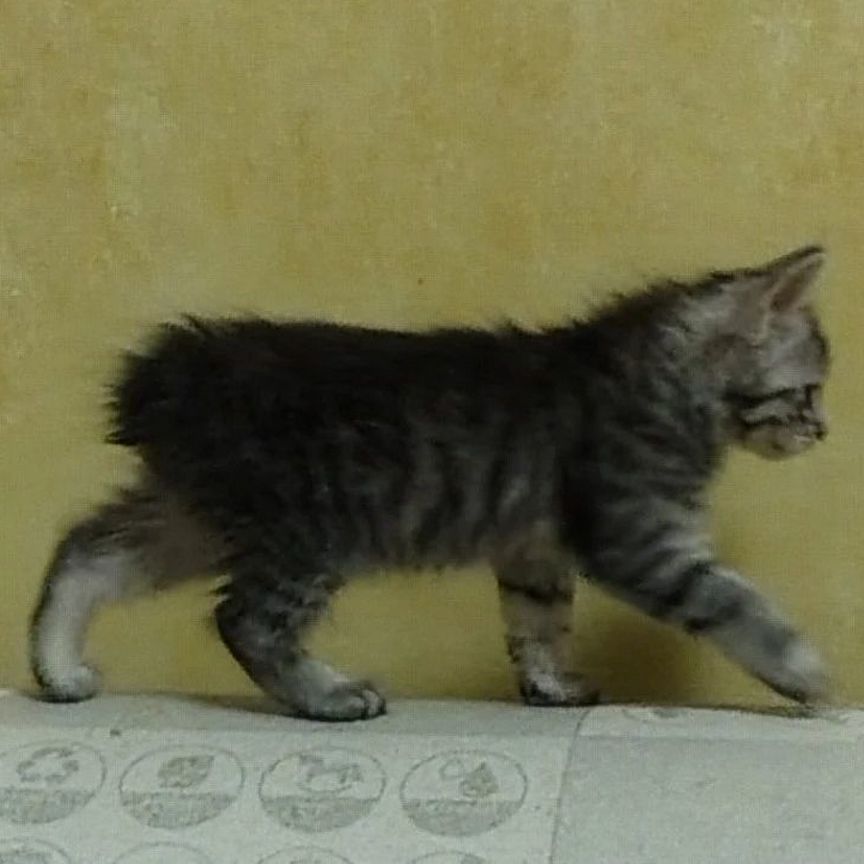 Курильский бобтейл длинношёрстный котёнок