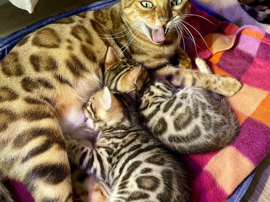 Бенгальская