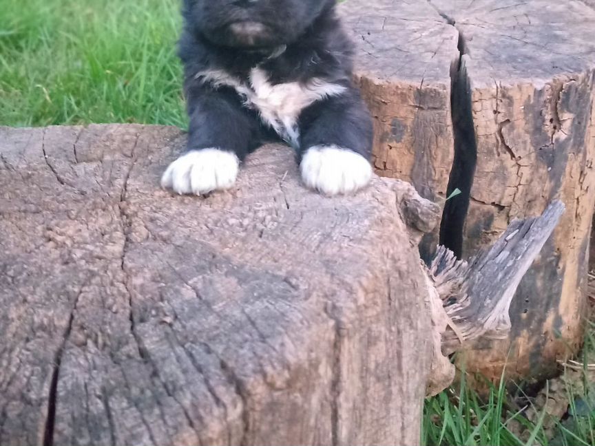 Щенки бесплатно в добрые руки