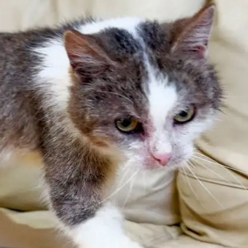 Кот Тотошка, возьмите домой