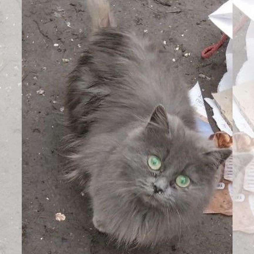 Нибелунг, взрослая кошка